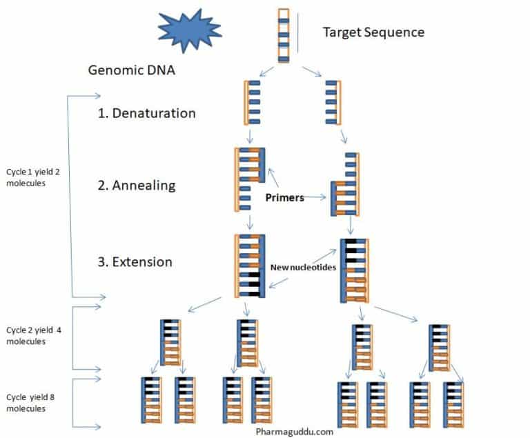 Polymerase Chain Reaction (PCR) » Pharmaguddu